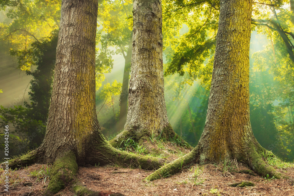 big tree roots and sunbeam in a green forest Stock Photo | Adobe Stock