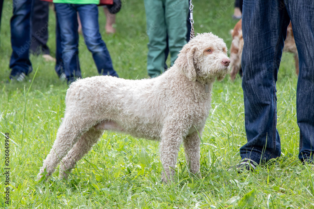 dog breeds lagotto Stock Photo | Adobe Stock