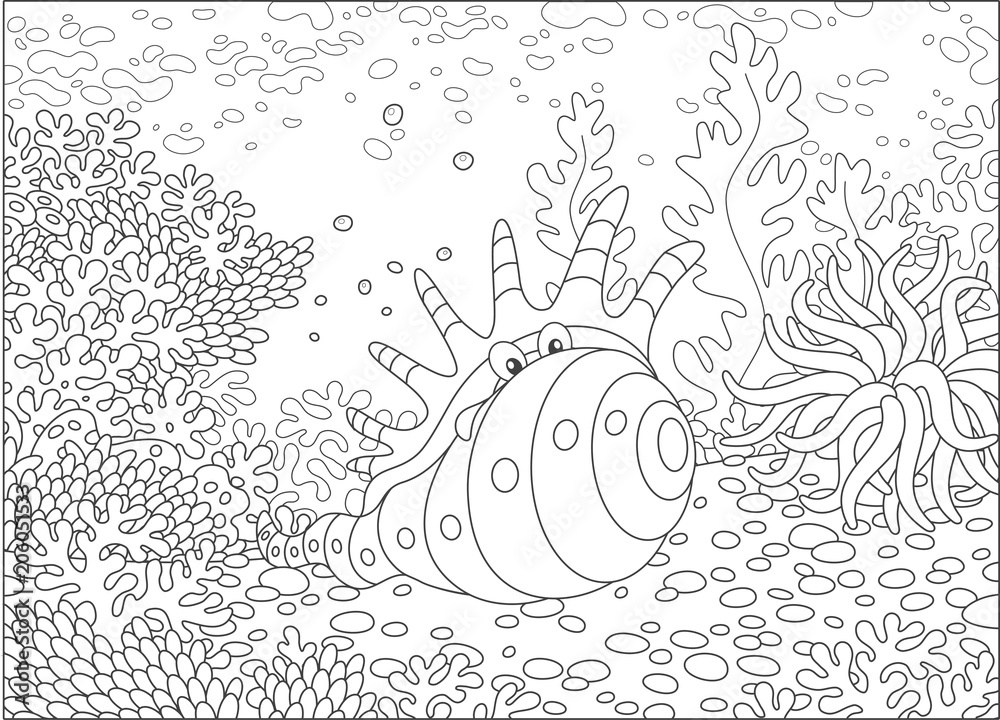 Exotic shell of among corals on a reef in a tropical sea, black and ...