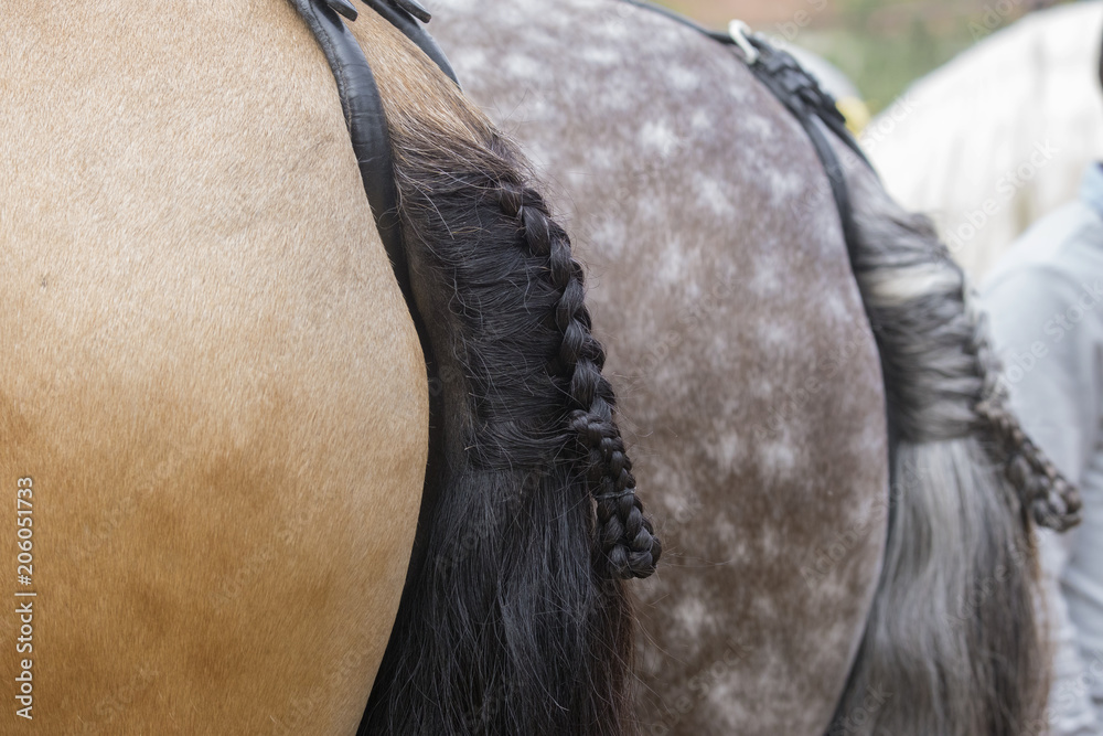 Caballos Espanoles