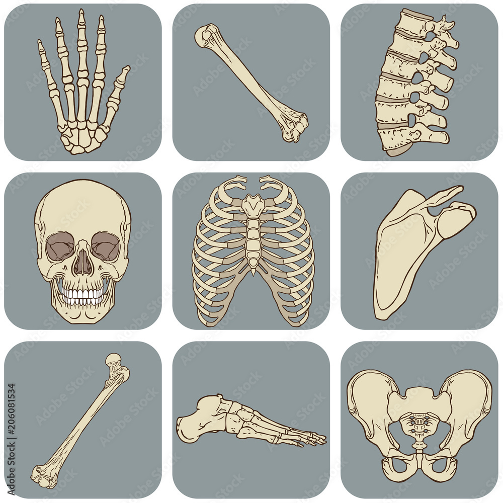 Human bones vector pack Stock Vector | Adobe Stock