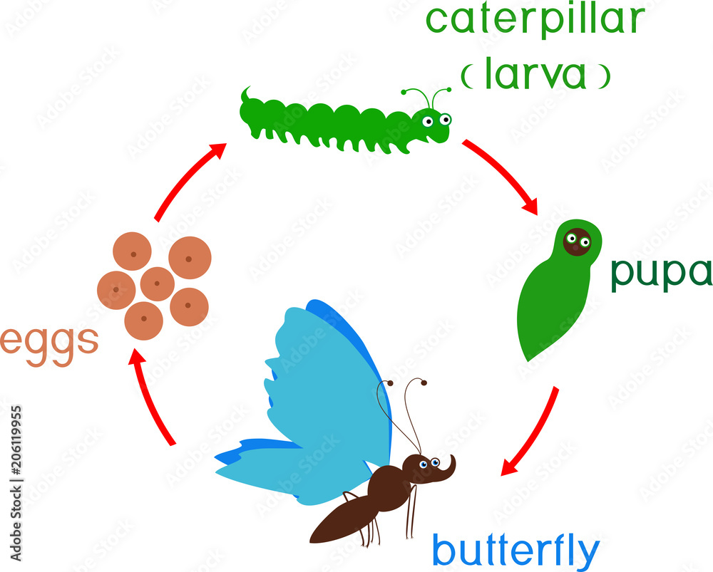 Life cycle of butterfly. Sequence of stages of development from egg to ...