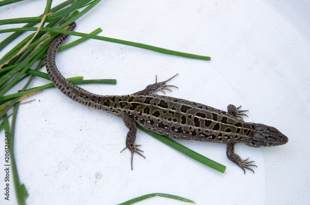ground lizard in a bucket of grass Stock Photo | Adobe Stock