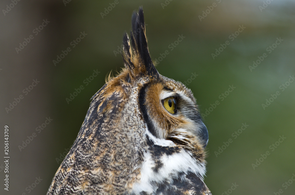 Great Horned Owl Profile
