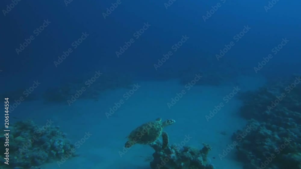 Red Sea Turtle. Picture of underwater hawksbill sea turtle ...
