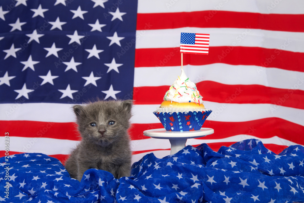 American Flag Kitten