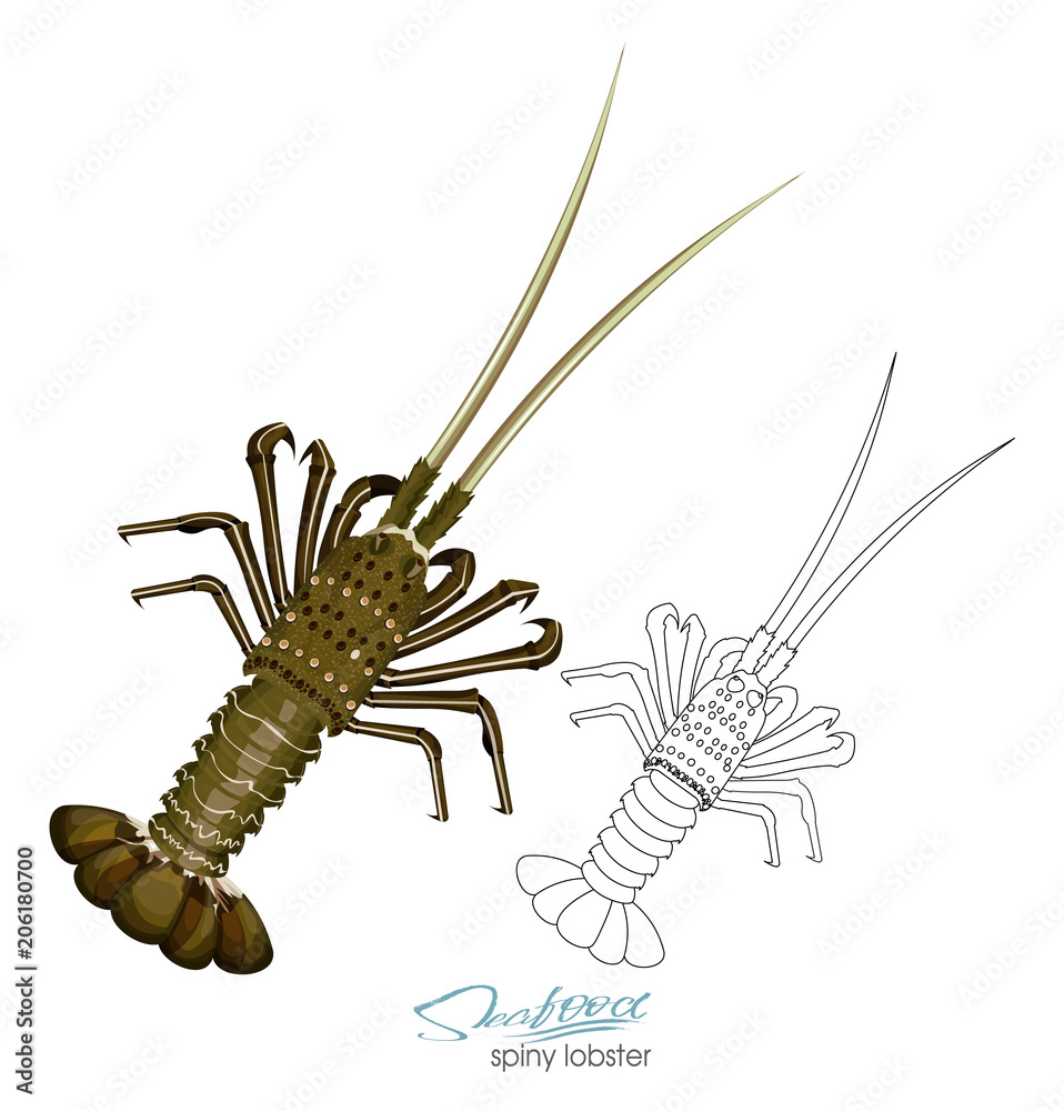 Spiny lobster vector illustration in cartoon style isolated on white ...