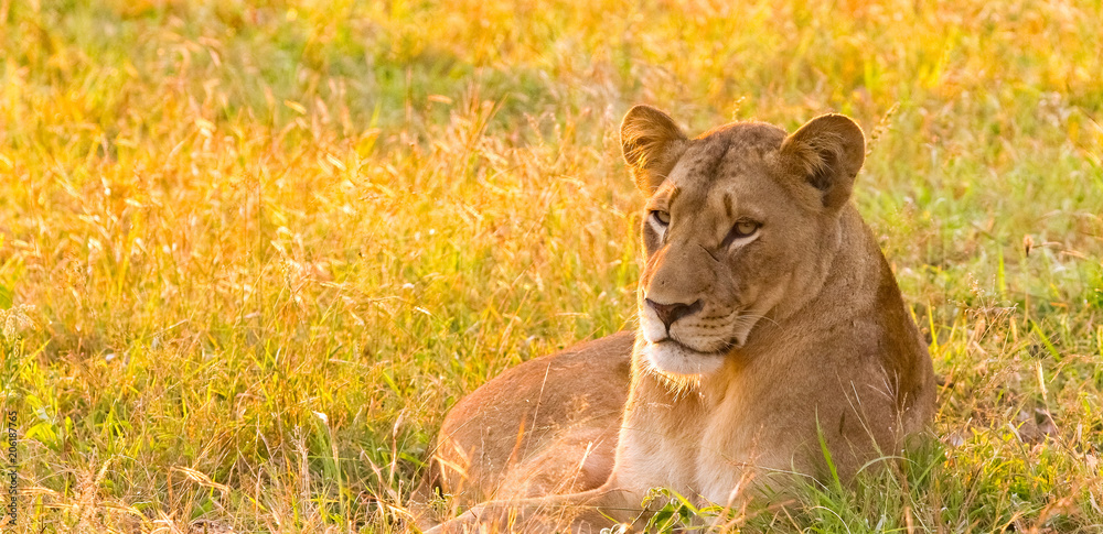 South African Lion Female