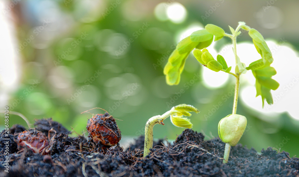 seed to tree, Seeding, Plant seed growing concept Stock Photo | Adobe Stock
