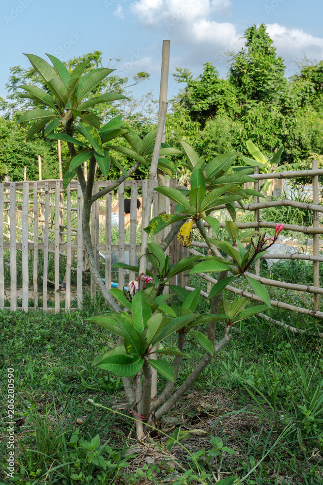 Plumeria Temple Tree plant grows on an organic farm in Cambodia. Stock ...
