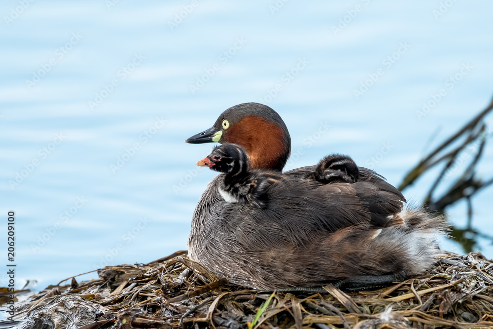 little grebe also known as dabchick, is a member of the grebe family of ...