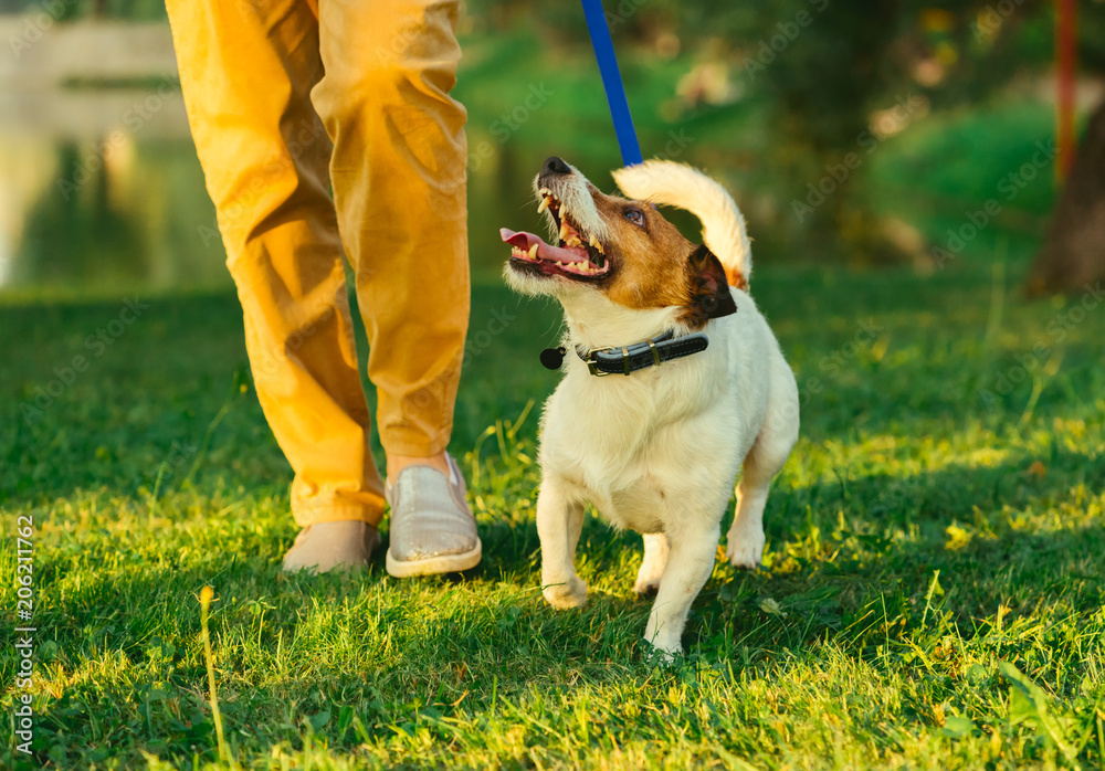 Dog walking on leash with woman during evening stroll at park Stock ...