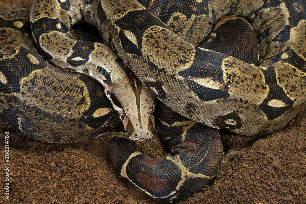 Boa constrictor imperator - nominal Colombia. Colombian redtail boas ...