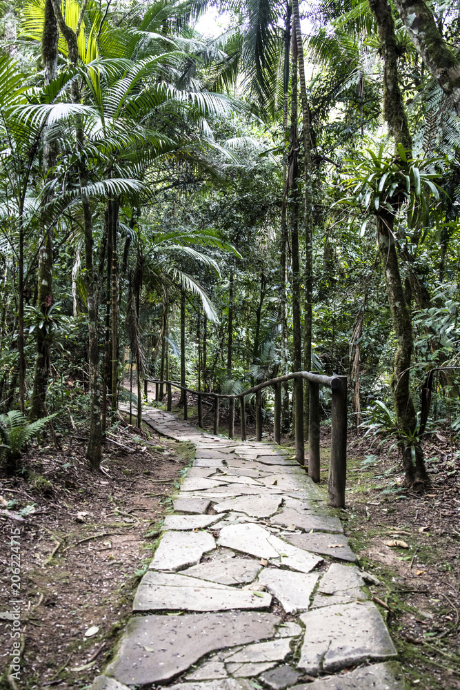 Caminhos na Mata, trilha Stock Photo | Adobe Stock
