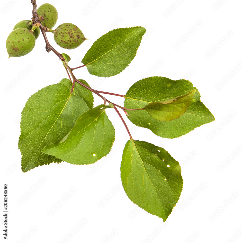 Apricot Tree Leaves