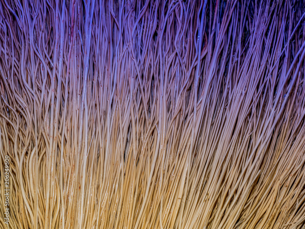 Background of dried grass stems, painted purple color. Texture of dry ...