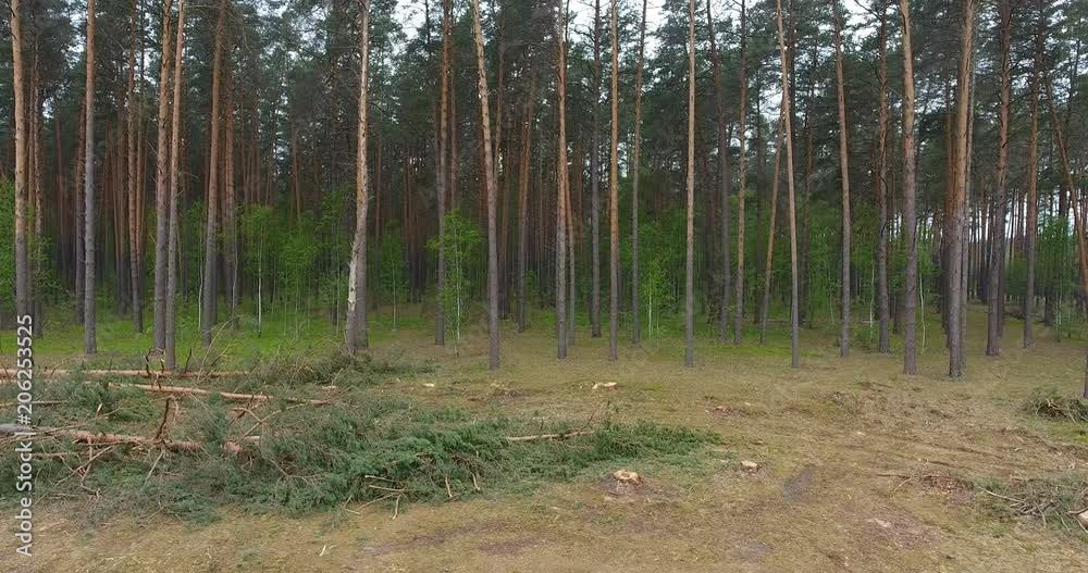 Aerial view fpine forest on the edge of felling. Deforestation showing ...