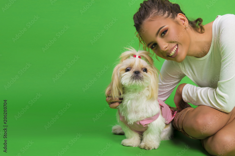 cute little shih tzu - shitsu dog wearing pet fashion and beautiful ...