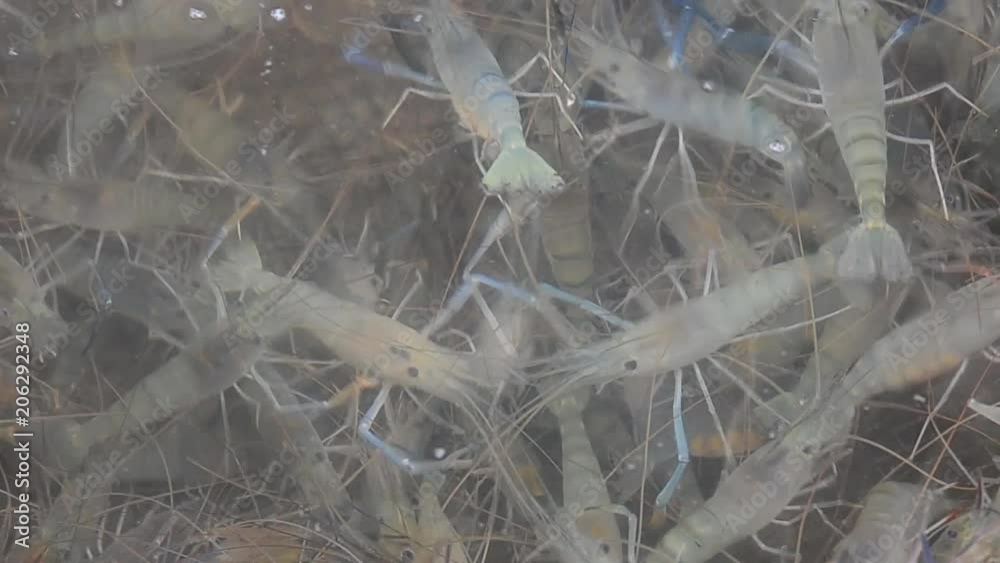 Harvesting tiger prawns form commercial prawn farm Stock ビデオ | Adobe Stock
