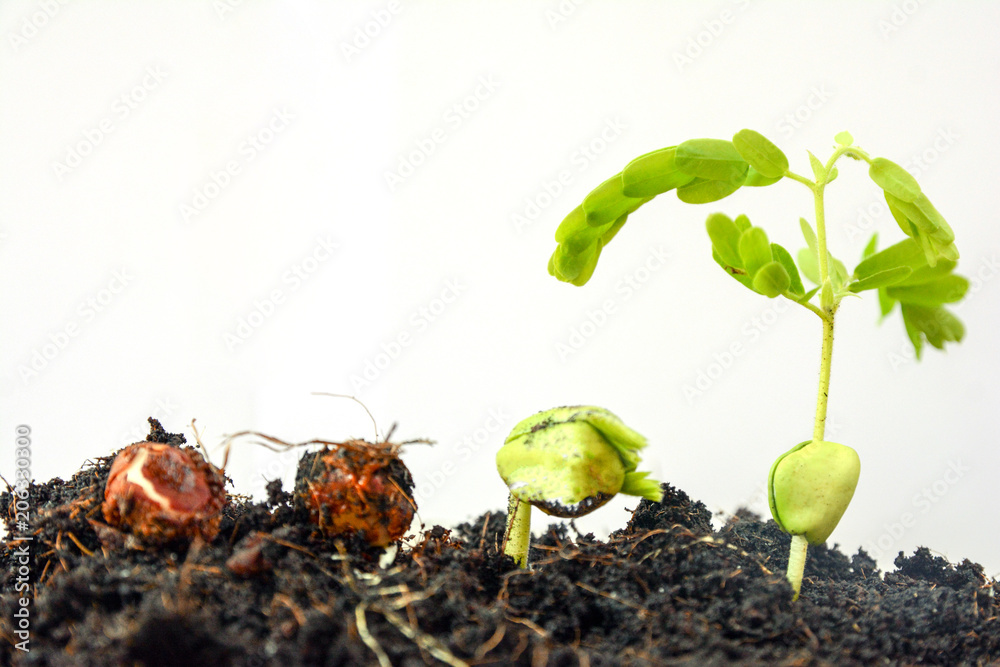 art abstract spring background or summer background with fresh, seed to ...