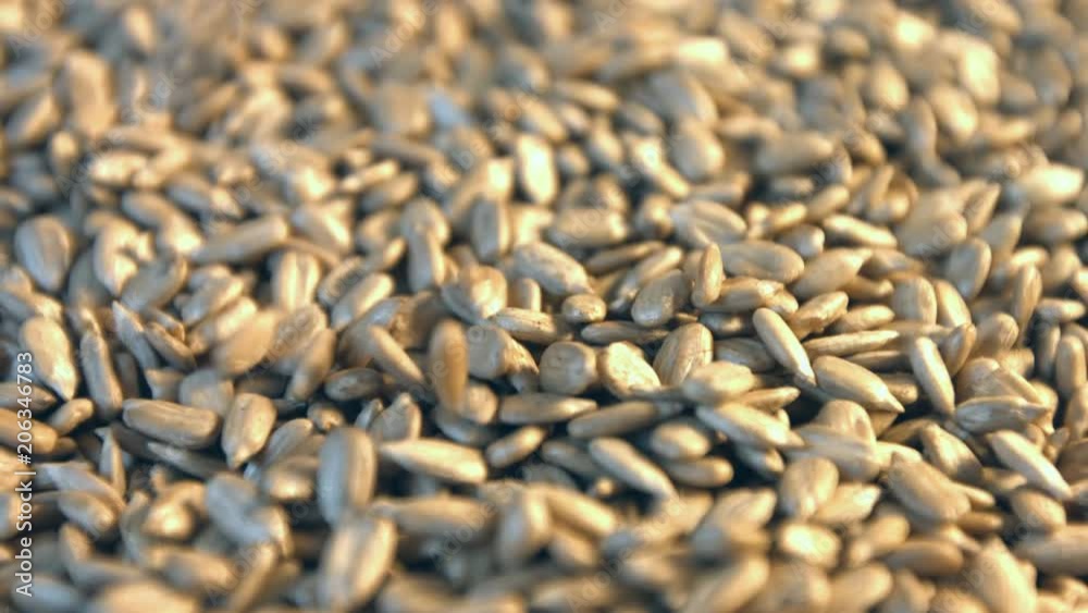 Shelled sunflower seeds. 1. Sunflower seeds fall down and fill the ...