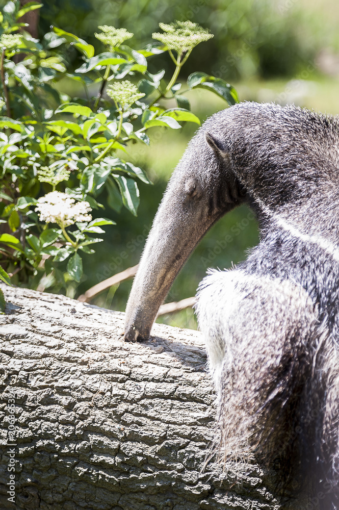 Grand fourmilier tamanoir en train de manger Stock Photo | Adobe Stock