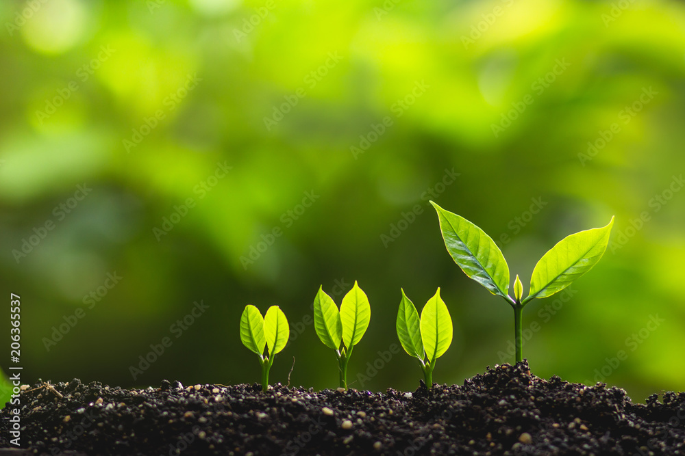 Growing trees leader trees Planting trees Save world concept Stock ...