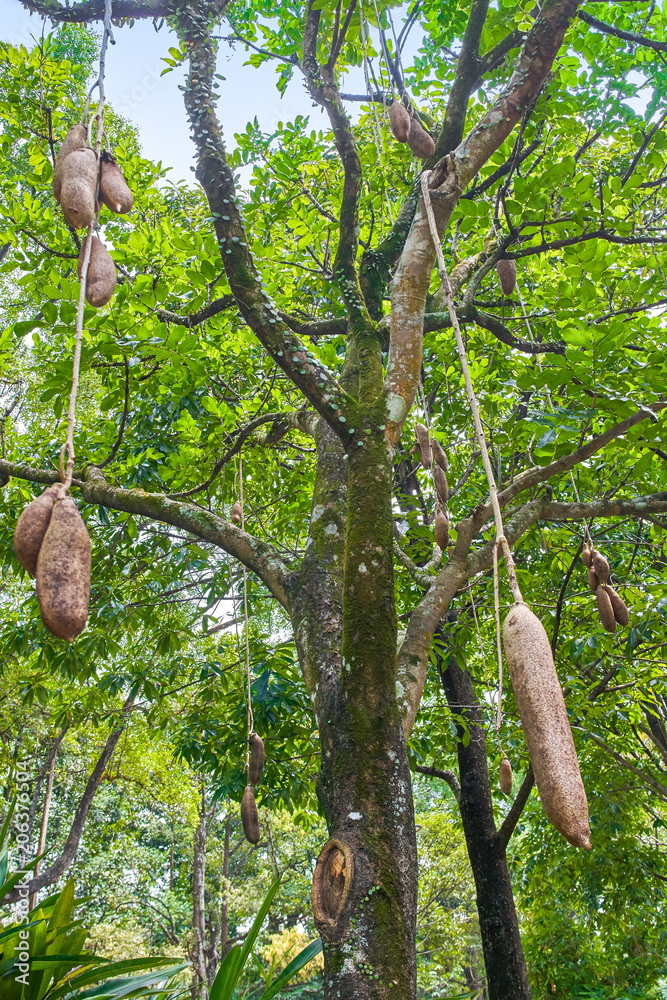 Very rare sausage tree fruit also known as kigelia africana Stock Photo ...
