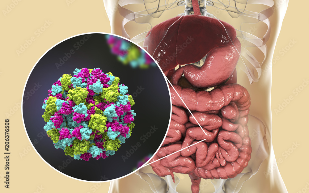 Norovirus in human intestine, also called winter vomiting bug, RNA ...