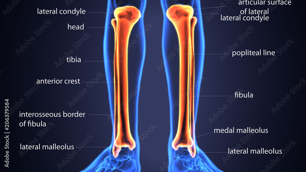 3D Illustration of Human Skeleton Tibia and Fibula Bones Stock Photo ...