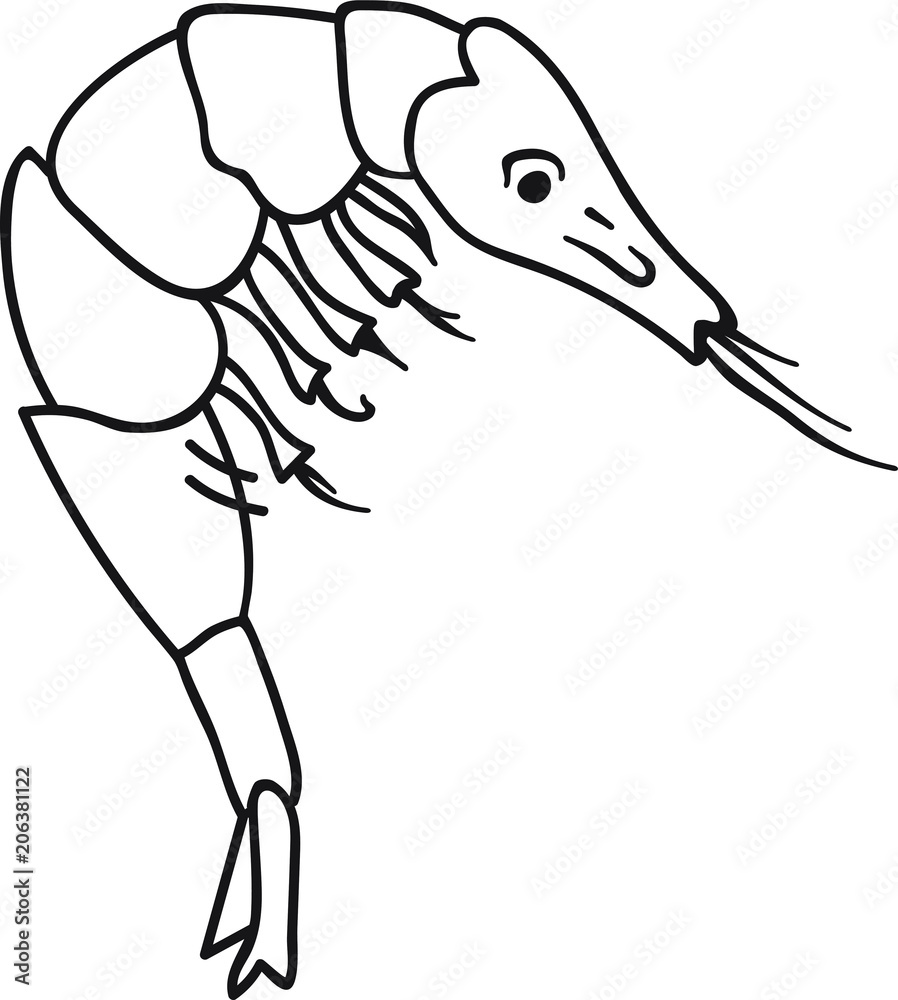 Hand Drawn Doodle Sketch Line Art Vector Illustration of Prawn Shrimp ...