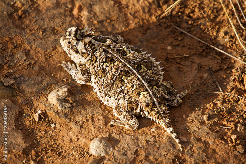 Horned toad lizard Stock Photo | Adobe Stock