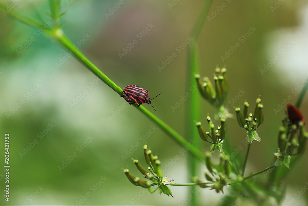 l'insecte rouge sur une tige, macrographie jardin , fleur macro ...