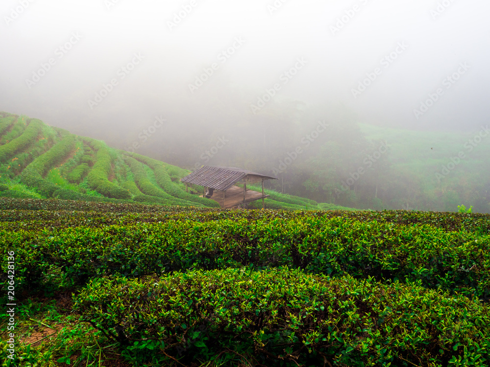 hmong hill tribe harvest tea plant in the morning at rai cha 2000, DOI ...