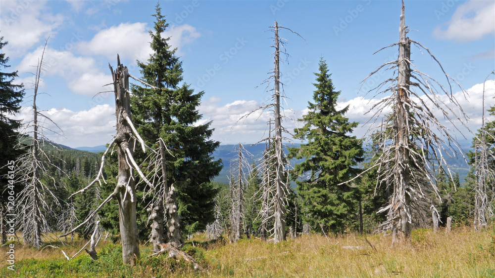Dead trees. Co2 and So2 emission. Air pollution. Stock Photo | Adobe Stock