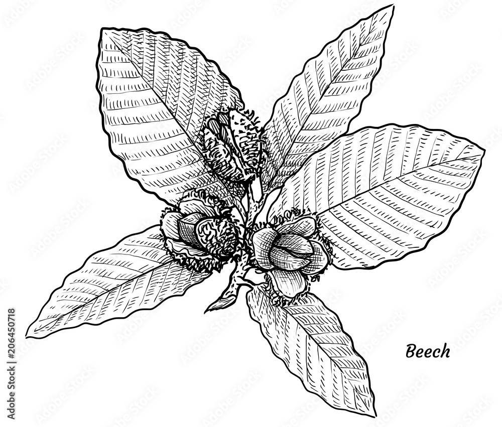 Beech with leaves and fruits illustration, drawing, engraving, ink ...