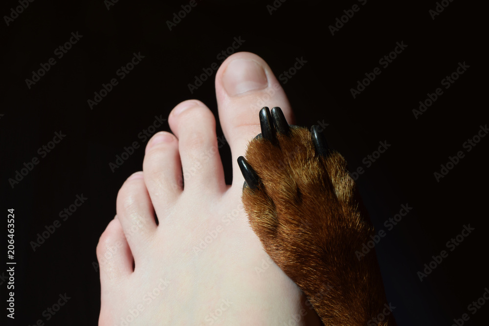 Teenage girl's left foot and brown dog paw together on black background ...