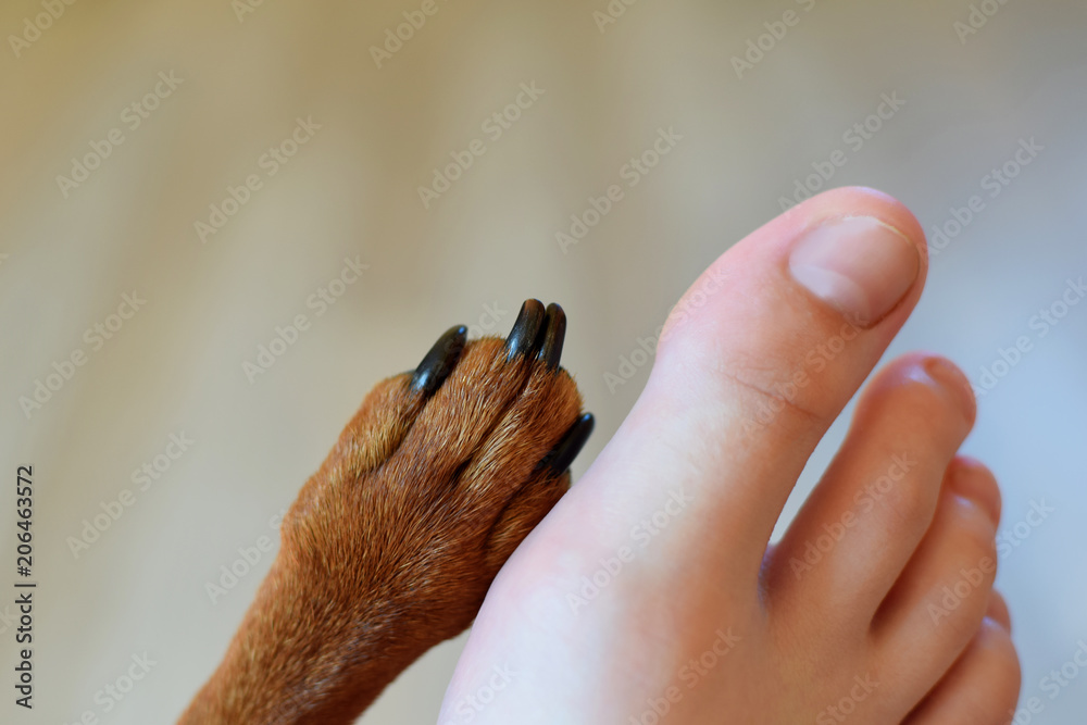 Teenage girl's right foot and brown dog paw together on light wall ...