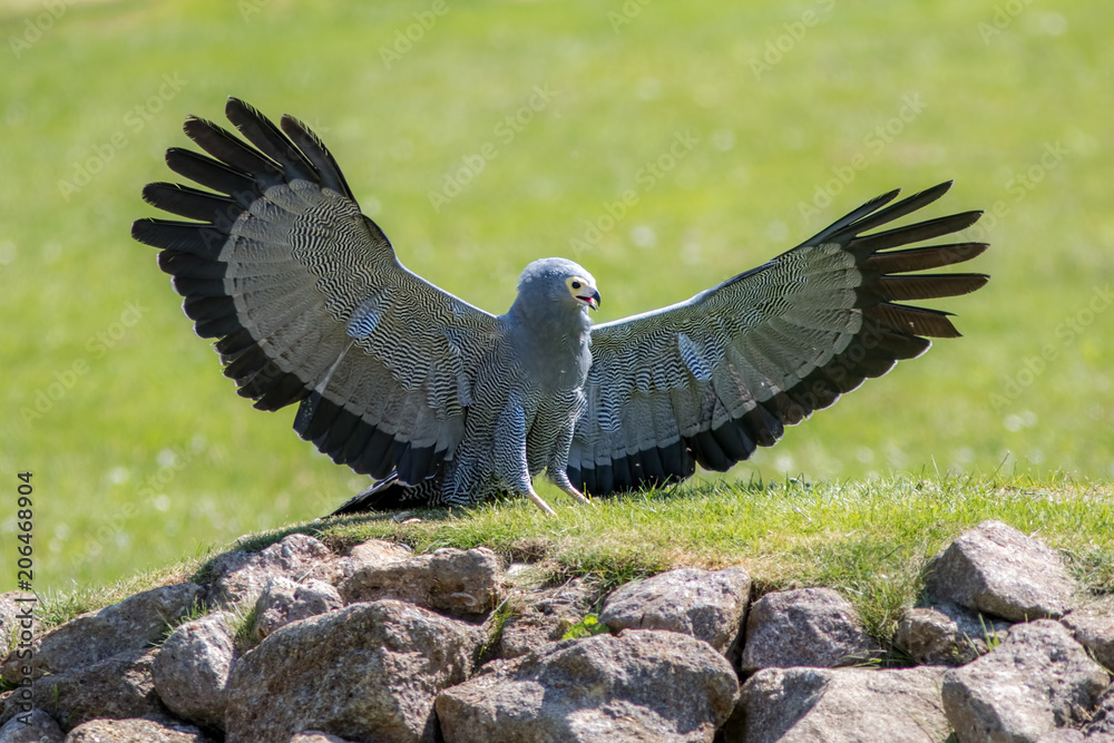 Beautiful Gymnogene bird of prey. African harrier hawk with wings ...