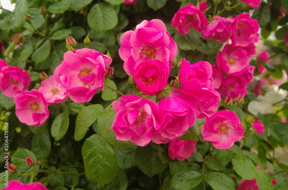 Poster Beautiful climbing Rose Angela (Rosa Angela) is a hybrid ...