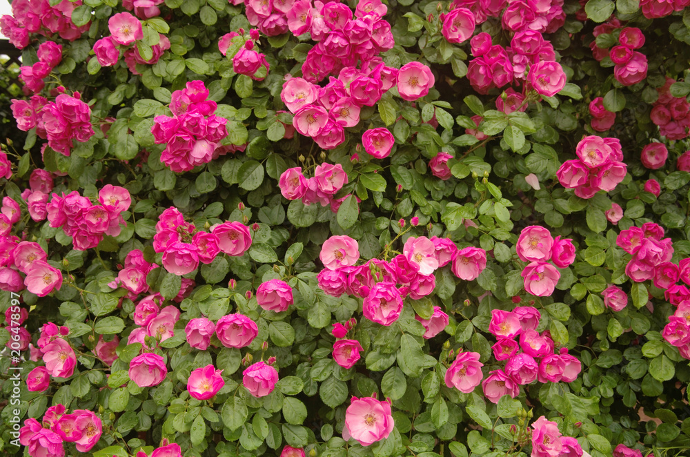 Beautiful climbing Rose Angela (Rosa Angela) is a hybrid floribunda ...