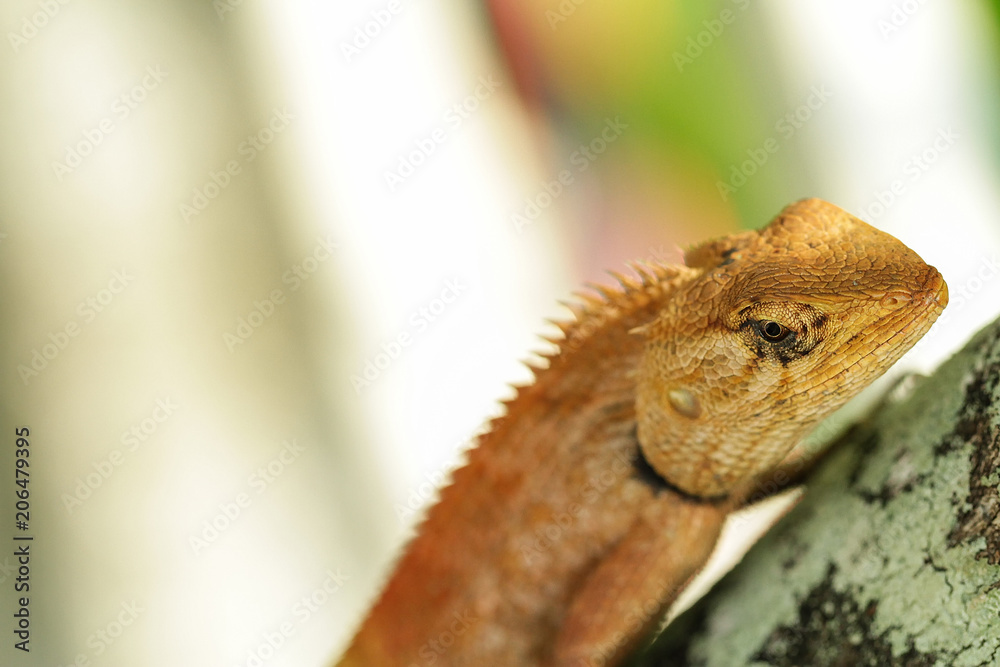 Desert Lizards Pets