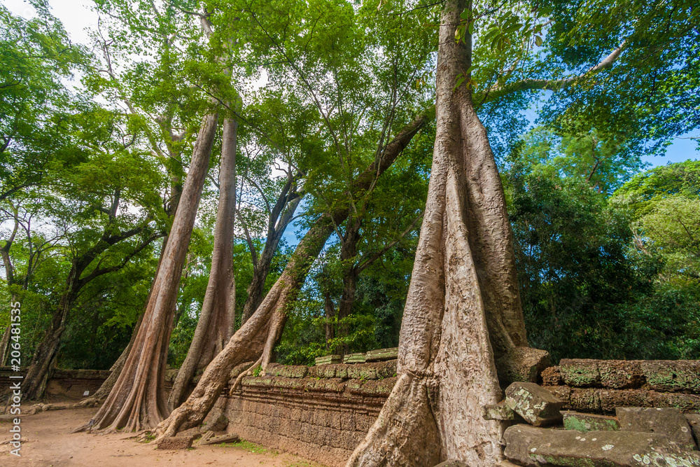 Several big silk-cotton trees (Ceiba pentandra) or thitpoks (Tetrameles ...