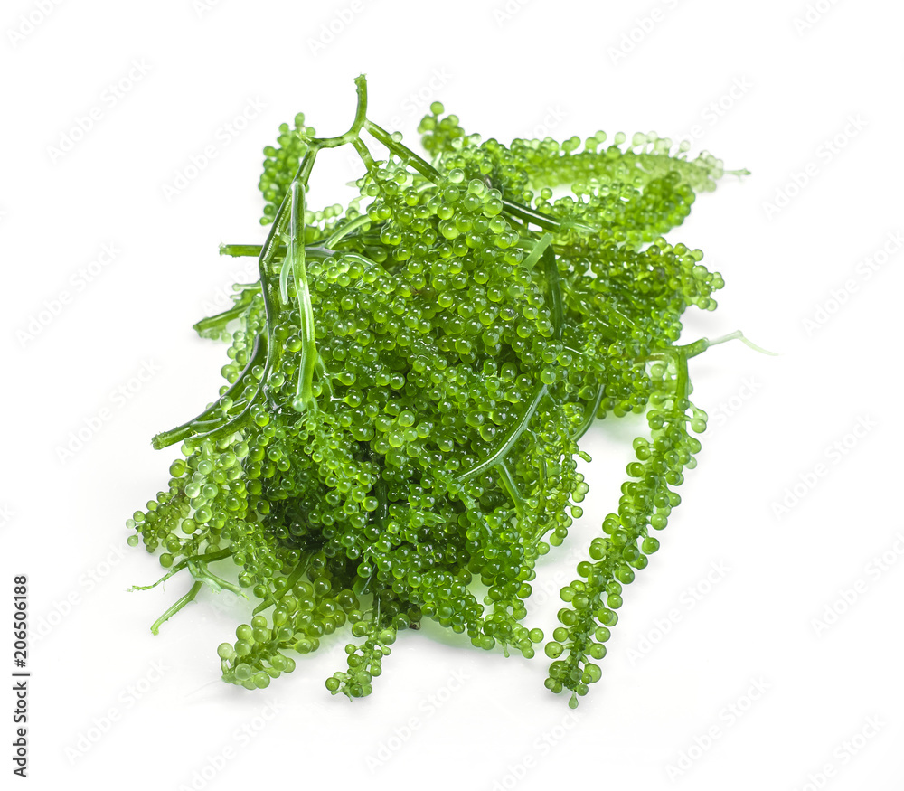 Sea grapes ( green caviar ) seaweed, Healthy food. Stock Photo | Adobe ...