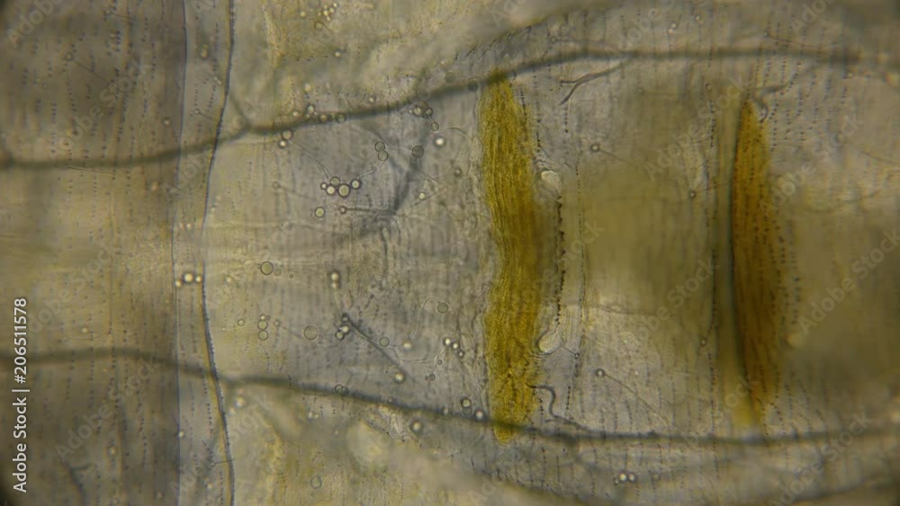structure of internal organs of the larva Lesser water boatman under a ...