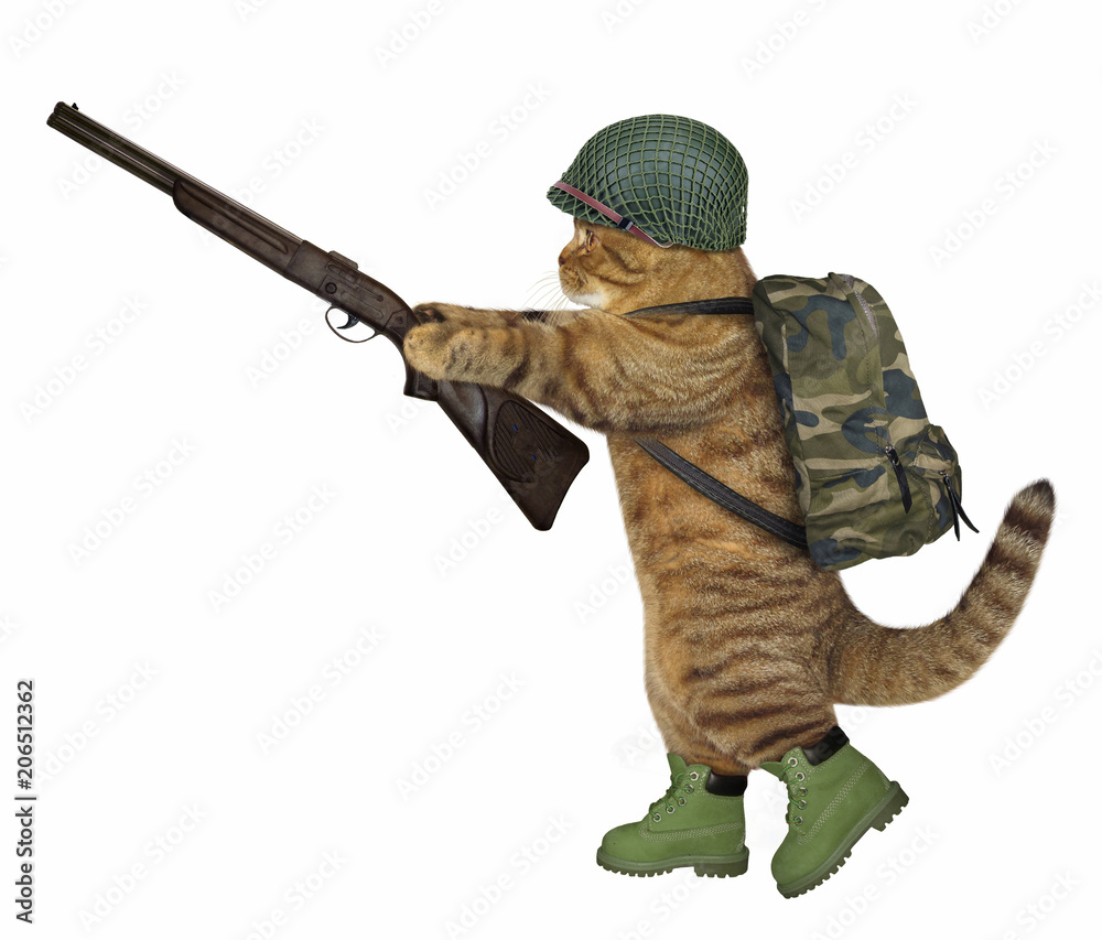 The cat soldier in the helmet holds a big rifle. White background ...