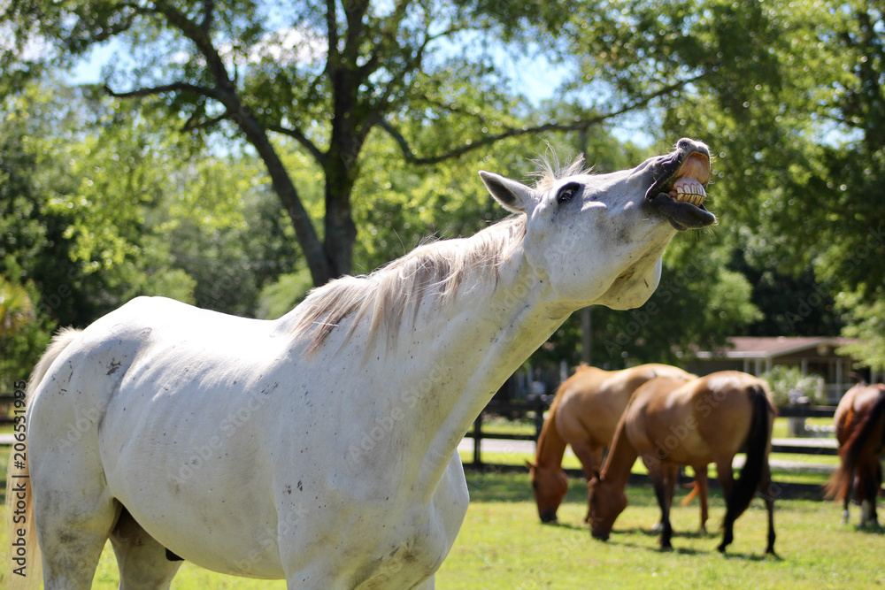 Flehmen Response Horse