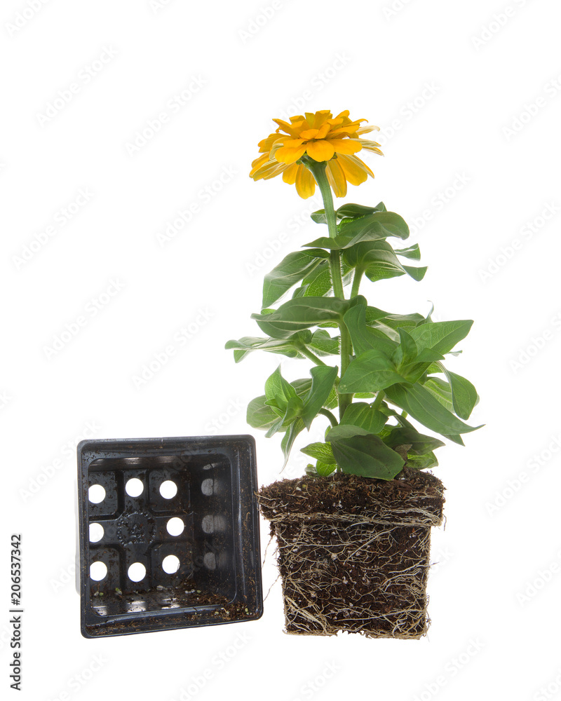 Marigold Plant With Roots