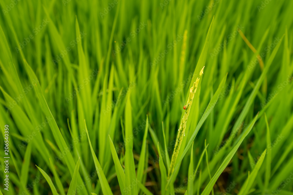 Single Rice Plant