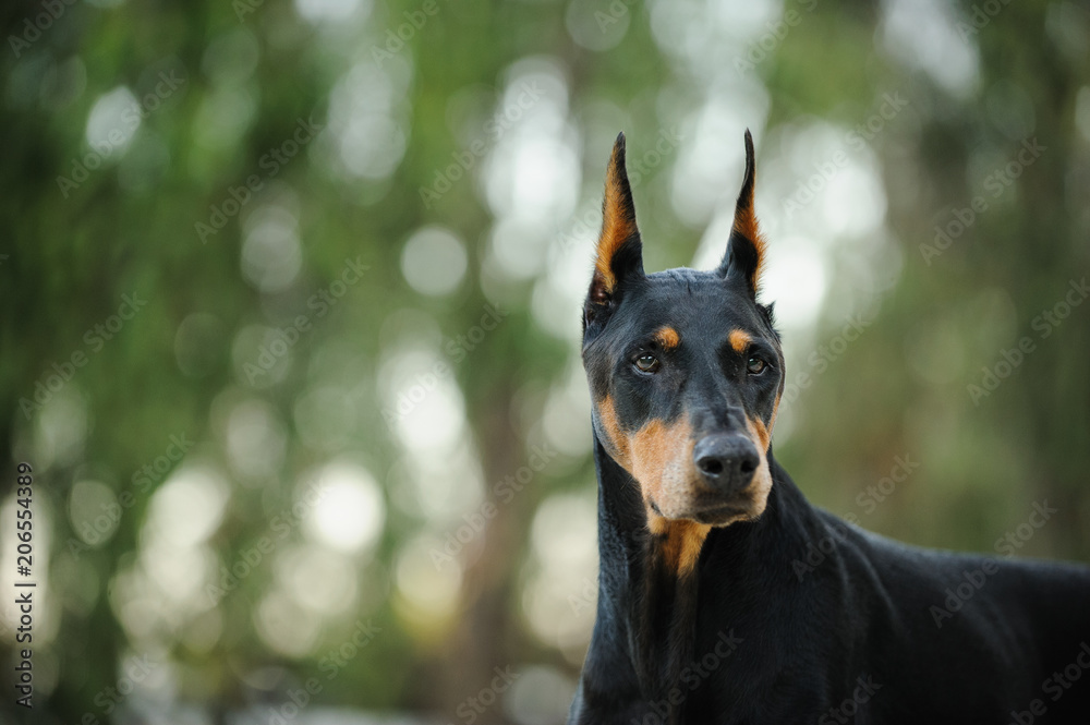 Doberman Ear Cropping Styles